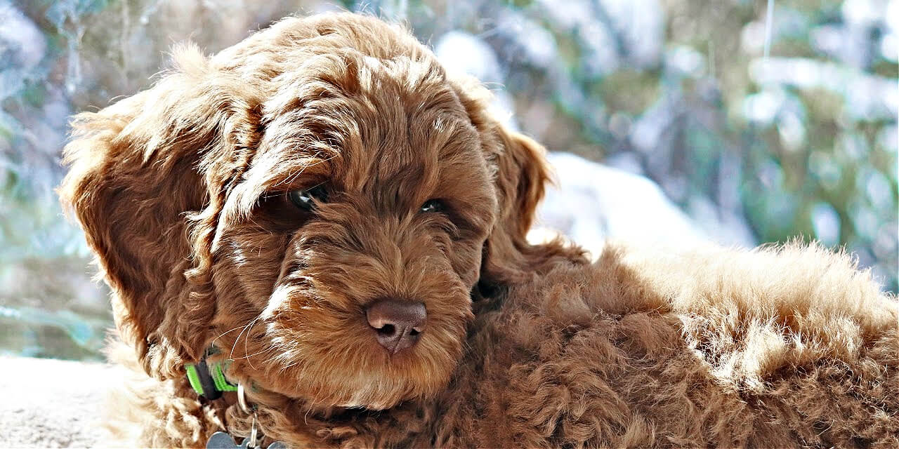 Home Labradoodle By Cucciolini: Top Breeder & Puppies in Ontario