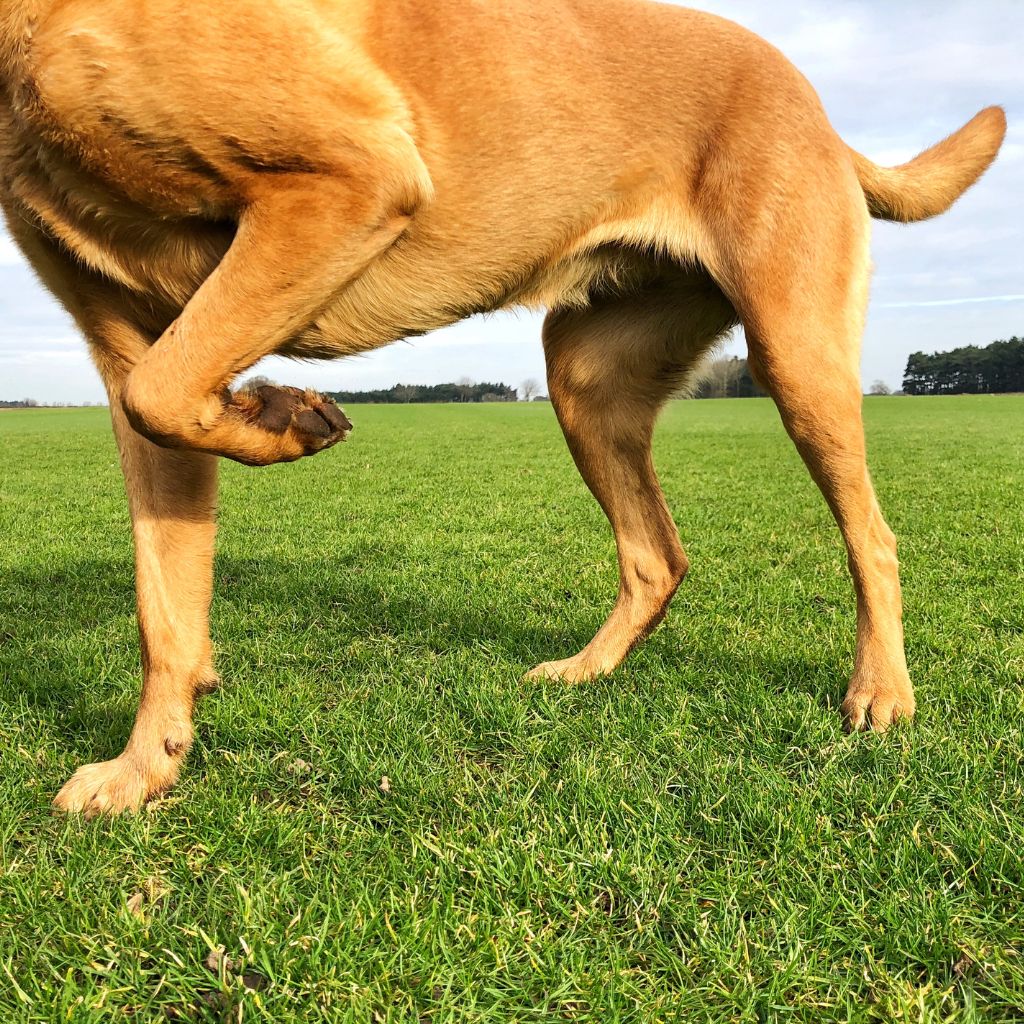 Identifying the Symptoms of Arthritis in Dogs - Labra Doodle