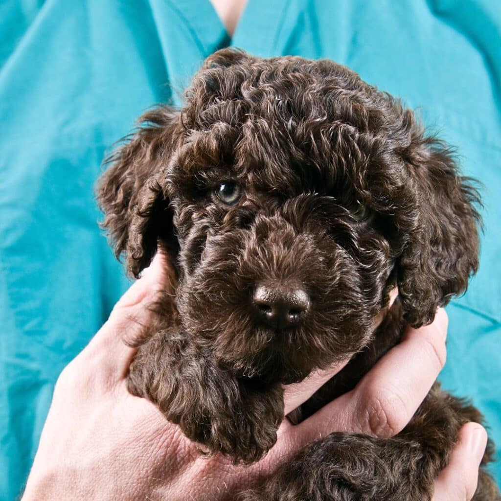Labradoodle Healthcare Tips - Labradoodles By Cucciolini