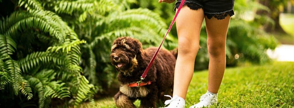 Training your Labradoodle
