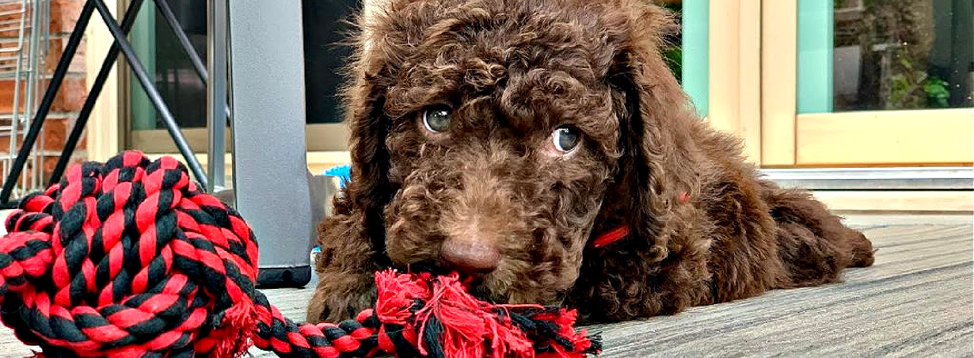 Do Dogs Recognize Their Mothers