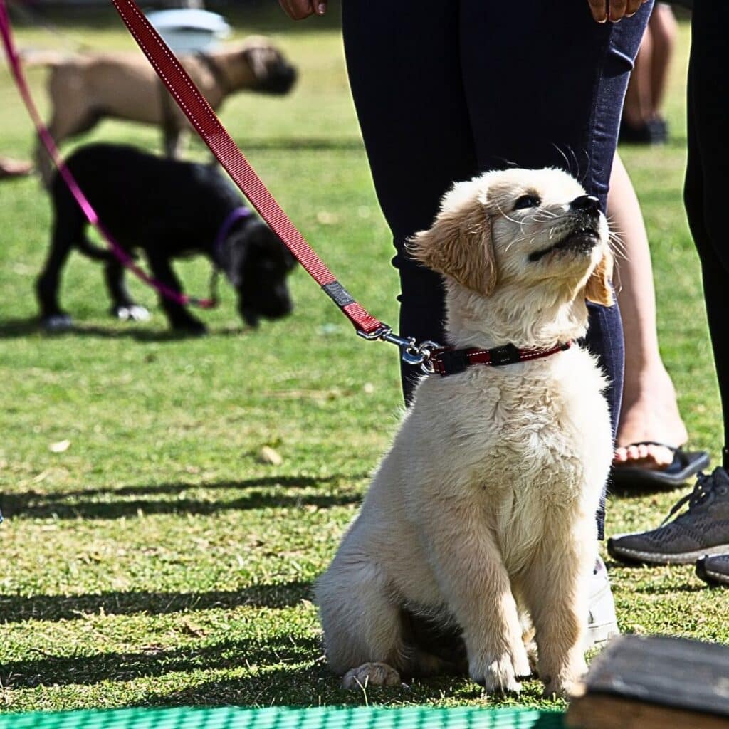 The Complete Guide to house training and Why Doodles Do That