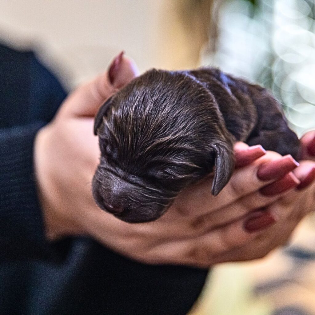 The Complete Guide to the F1B Labradoodle