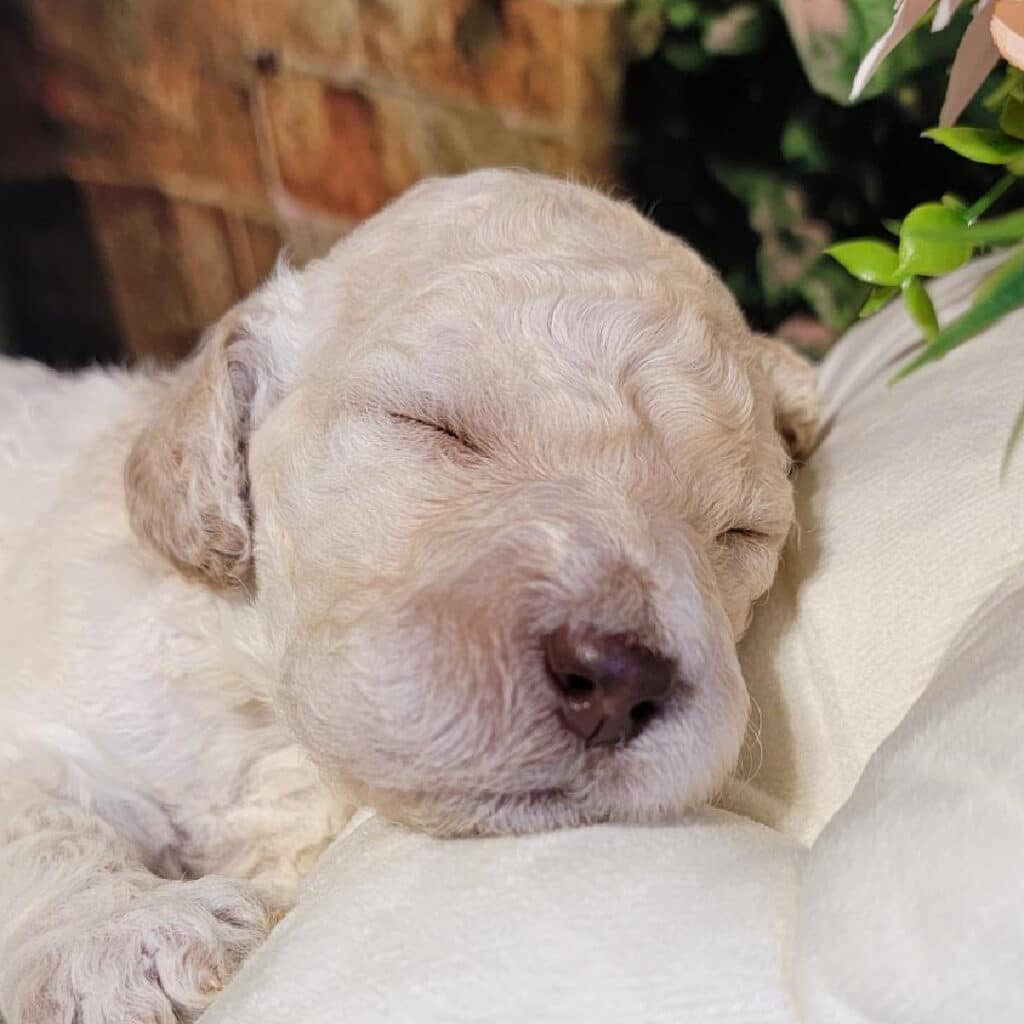 Puppy Stages - Labradoodles By Cucciolini