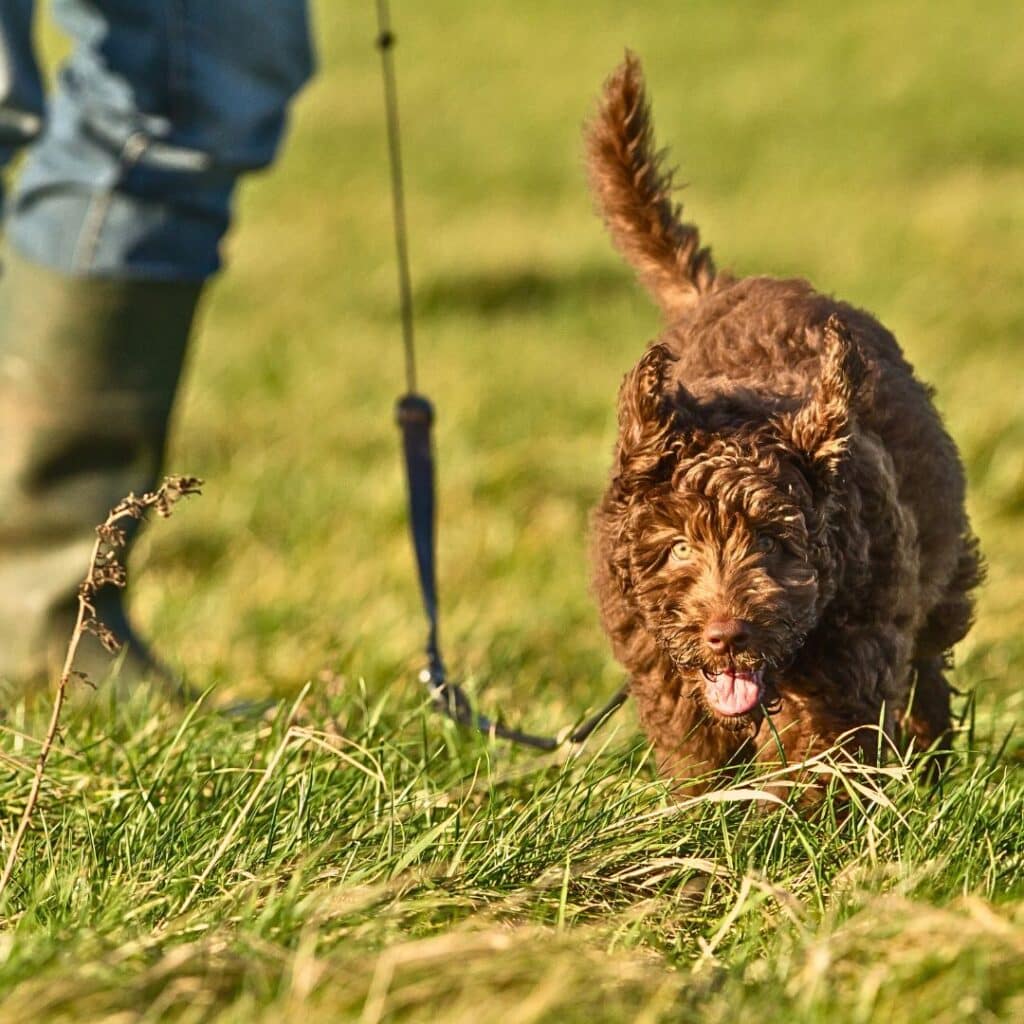 The Complete Guide to the F1B Labradoodle