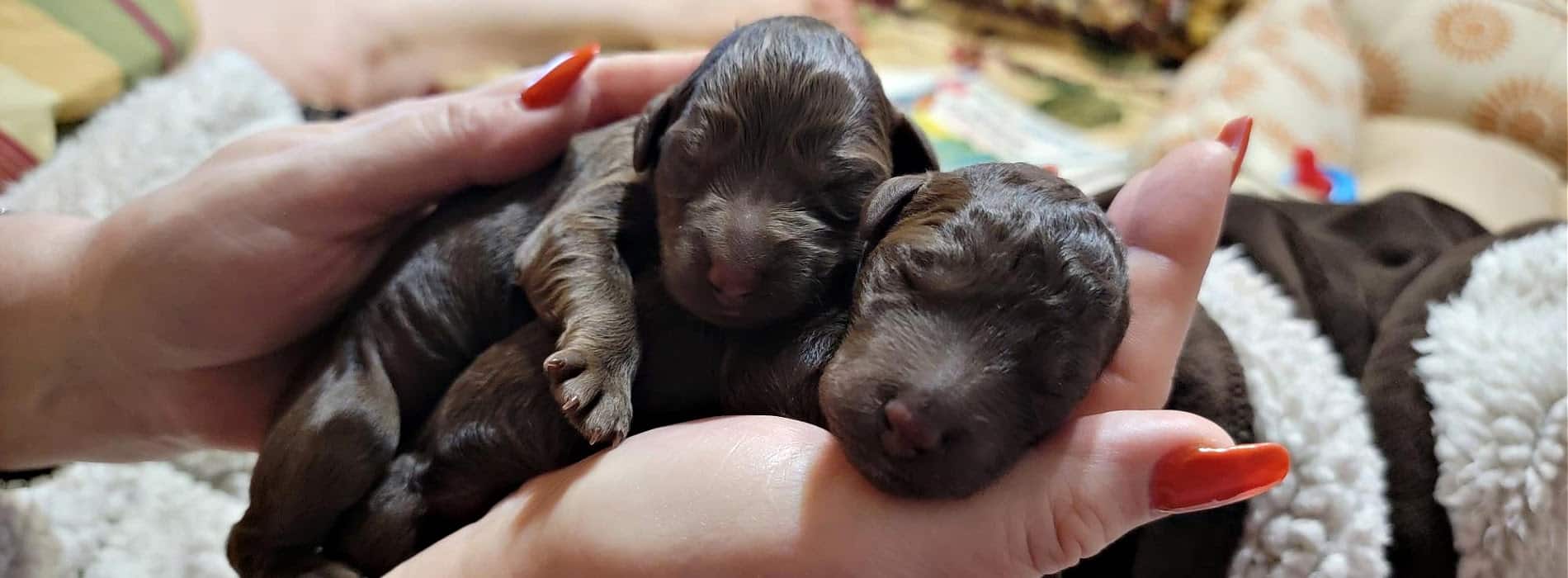 Puppy Stages - Labradoodles By Cucciolini