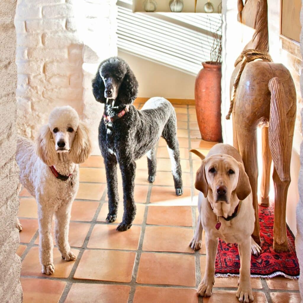 Labradoodles Vision: How they see the World - Labradoodles By Cucciolini