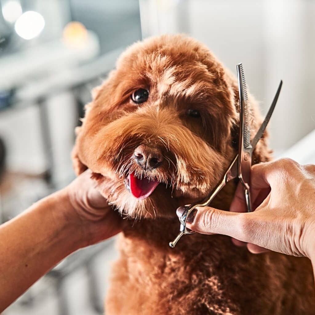 How to Groom a Labradoodle at Home?