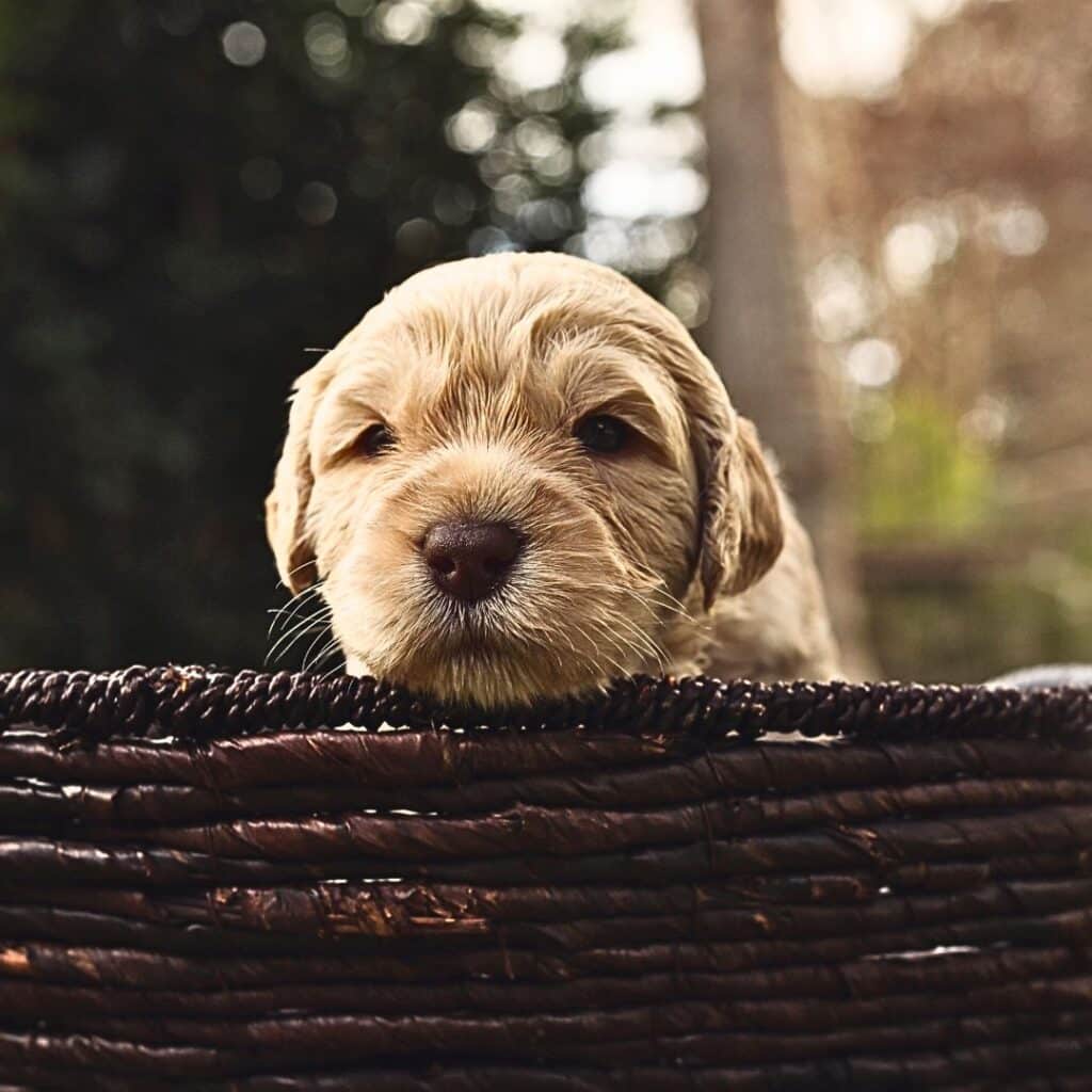 Capturing Joy: Photographing Labradoodle Puppies - Labradoodles By ...