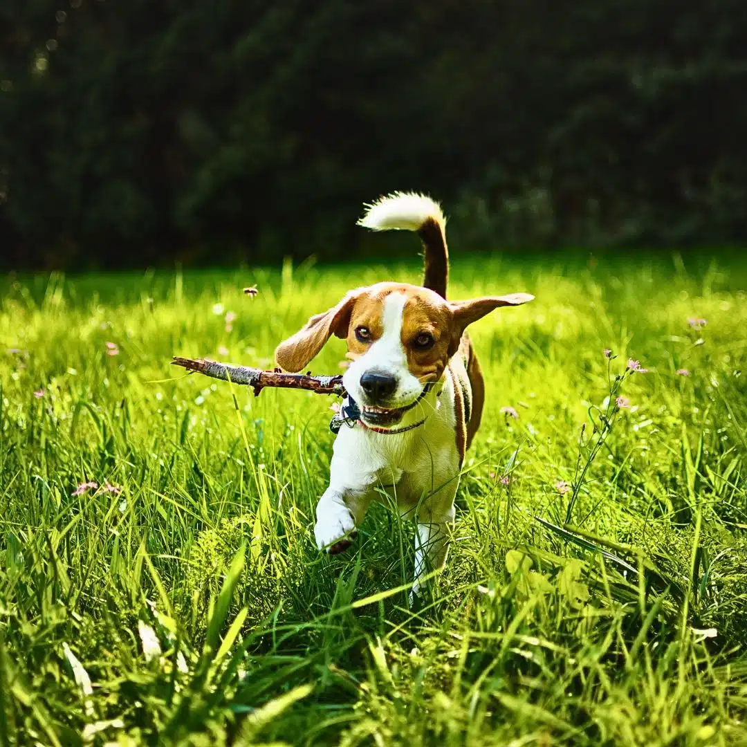 Why Does My Dog Eat Grass? Reasons & Remedies - Labradoodles By Cucciolini