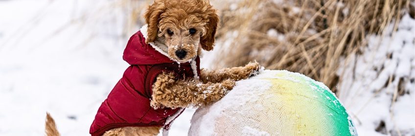 How to Celebrate Christmas with Your Labradoodle - Labradoodles By ...