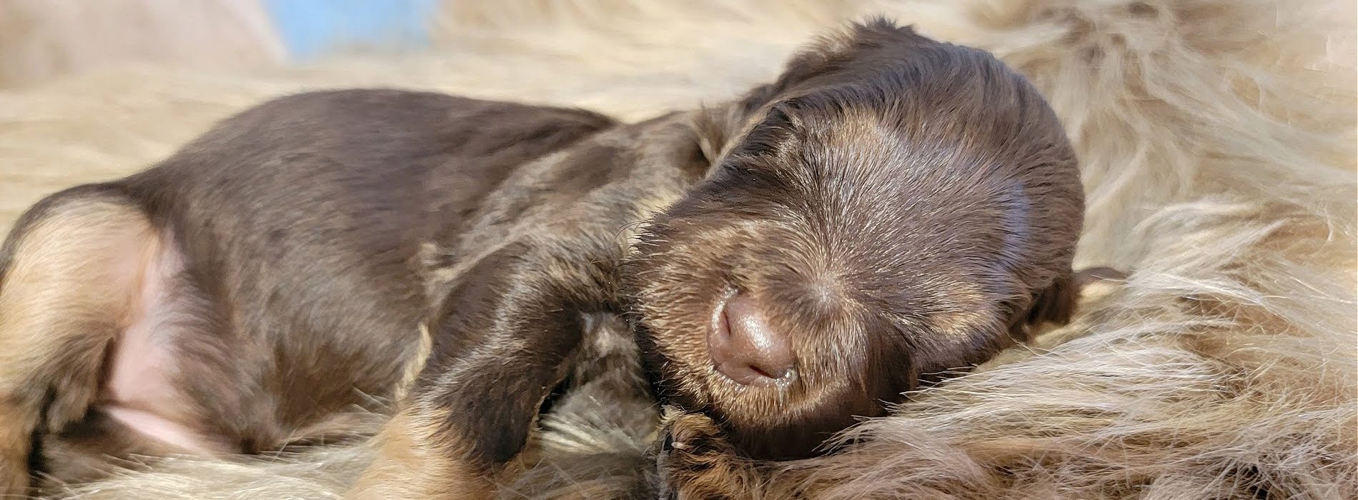 Puppy Stages - Labradoodles By Cucciolini
